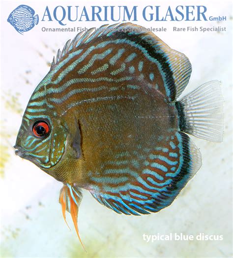 Discus Discus Fish