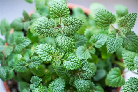 How To Grow And Care For Xylosma