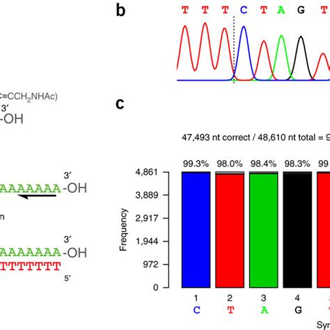 Tdt Dntp Conjugates For Reversible Termination Of Primer Elongation A Download Scientific