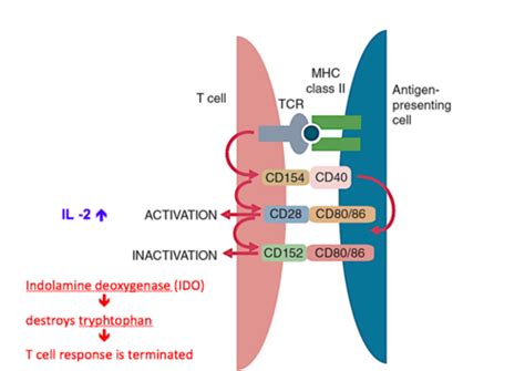 Lecture 12 Flashcards Quizlet Lecture 12 Flashcards Quizlet