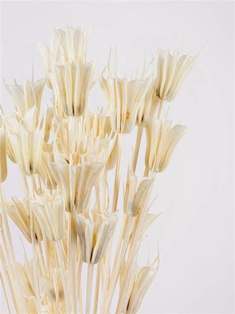 Нігелла вибілена купити за ціною 99 грн • Dfb Elements Україна