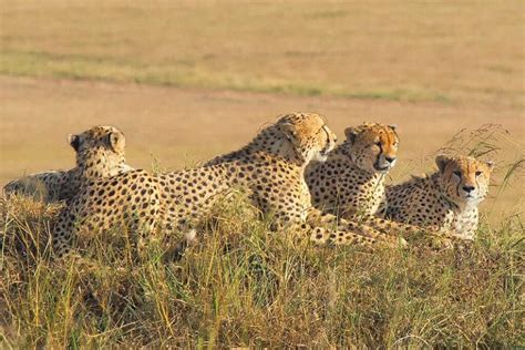 How To Scale Data With Outliers For Machine Learning