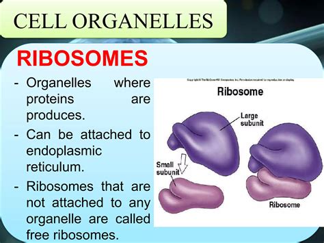 Cell Structure And Functions Pptx