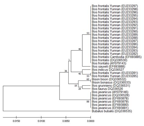 Upgma Tree Of Partial Sry Gene In Extinct Kouprey Bos Sauveli And Download Scientific Diagram