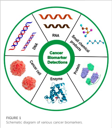 Figure 1 From Dna Enabled Fluorescent Based Nanosensors Monitoring Tumor Related Rna Toward