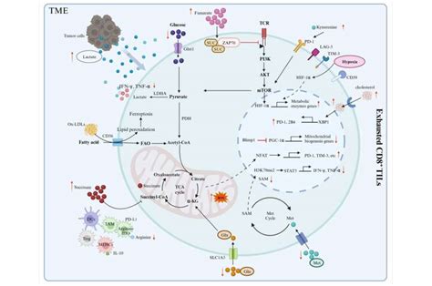 Review Discusses Metabolic Reprogramming Of T Cells