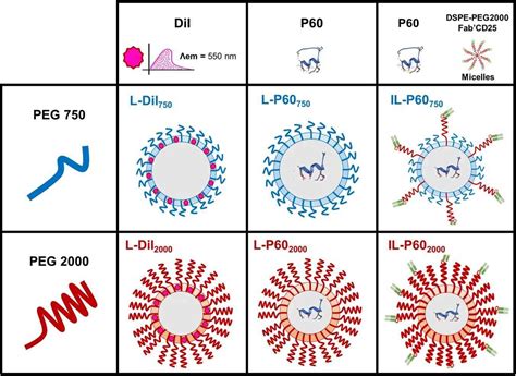 Liposome Encapsulation Service for Peptides - CD Formulation