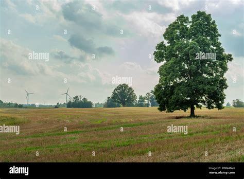 Single Tree On Farm Field Stock Photo Alamy