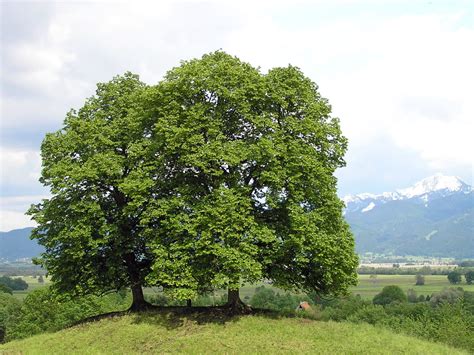 Tilia Cordata Njega Upotreba Svojstva I Prednosti Sitnolisne Lipe