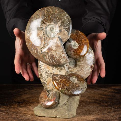 Ammonites The Prehistoric World In Your Living Space Amm 277 Ammonites The Prehistoric World In Your Living Space Amm 277