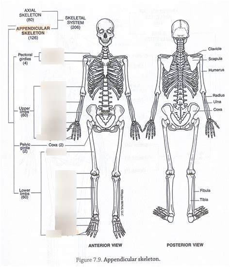 Apendicular Skeleton Diagram Quizlet