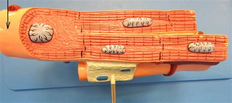 Heart Anatomy Flashcards Quizlet