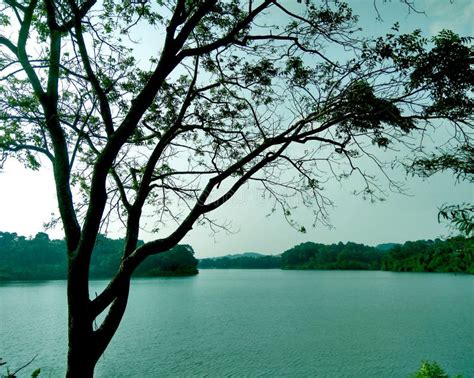 River Side Tree Stock Image Image Of Blue Ecology 289908983