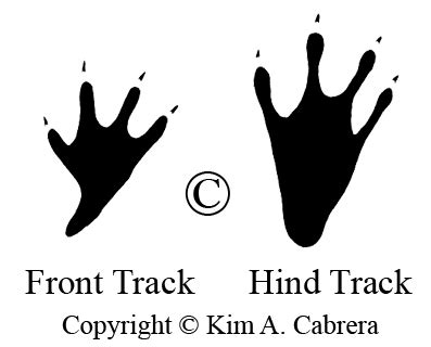 Alligator Tracks And Signs