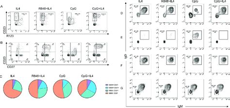 Induction Of Transitional B Cell Development Into Memory B Cells
