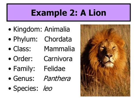Taxonomy