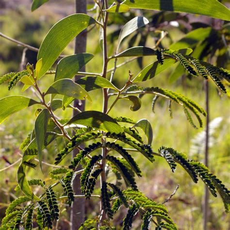 How To Grow A Koa Tree