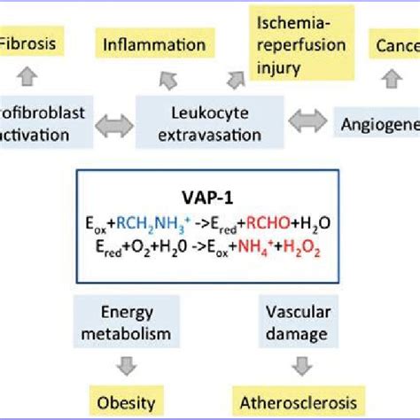 Functions Of Vap 1 In Health And Disease Vap1 Has Multiple Different
