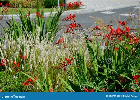 Tubular Bell Shaped Flowers Of The Australian Native Red Five Corners