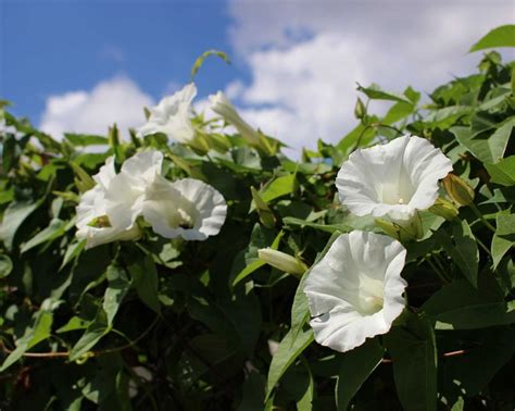 How To Kill Bindweed Top Tips For Getting Rid Of This Pesky Weed