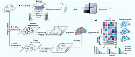空间转录组学技术发展 知乎