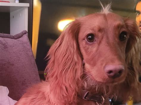 Rudi Cockapoo X Cockapoo Stud Dog For Breeding In England Vaccinated