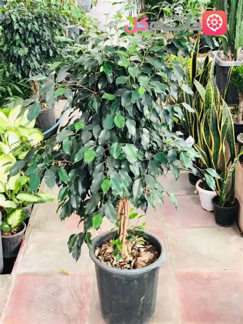 بنجامین بلک غول پیکر ارتفاع بالای 15 متر