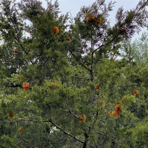Creepy Orange Fungus Cedar Apple Rust Vics Tree Service