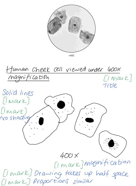 How To Draw Human Cheek Cell