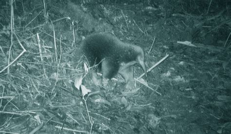 Attenboroughs Long Beaked Echidna Rediscovered After 60 Year Absence