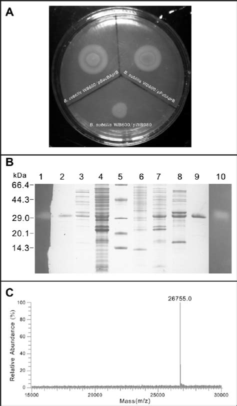 The Hydrolysis Halos Of Recombinant Cells B Subtilis Wb600 Psacbaprb