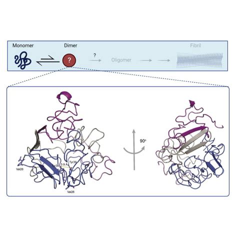 structural and dynamic insights into α synuclein dimer conformations