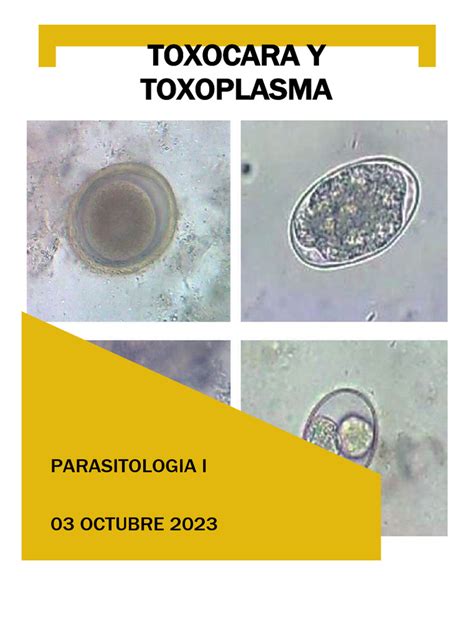 Toxocara Y Toxoplasma Descargar Gratis Pdf Biología