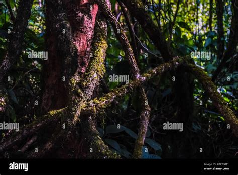 Tree With Big Stalk In The Nature Forest Stock Photo Alamy