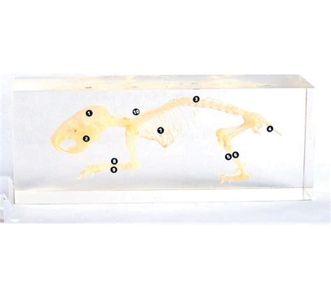 Rat Skeleton Sahara Scientific