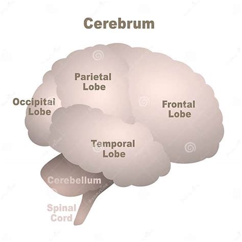 Brain Lobes Cerebrum Anatomical Regions Parts Stock Vector