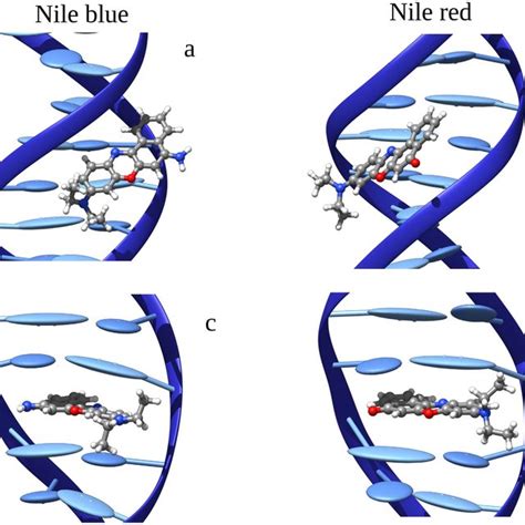 Dna Binding Interaction Modes Selected Md Snapshots Of Nb In Minor