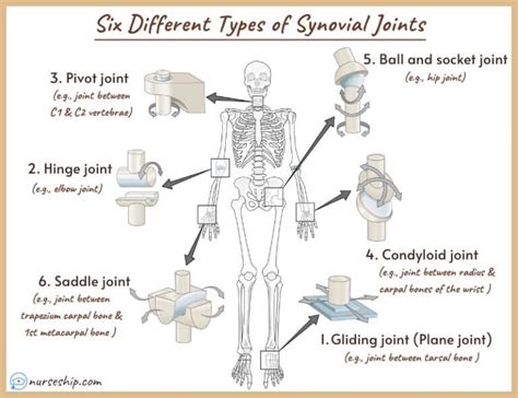 Different Types Of Joints In The Human Body Examples Images Nurseship