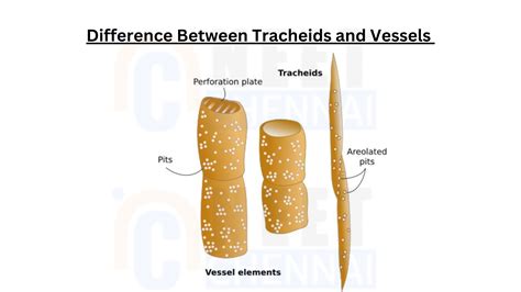 Difference Between Character And Trait Neet Chennai