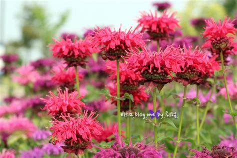 꽃피는 허브종류 Best 네이버 블로그