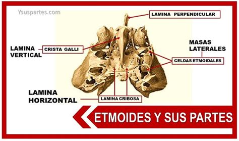 Hueso Etmoides Concepto Características Partes Funciones Vekr