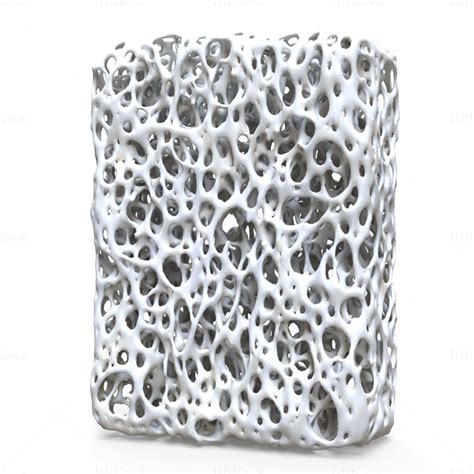 Bone Structure 3d Model Bone Structure 3d Model
