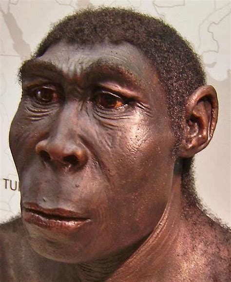 Homo Erectus Homo Ergaster