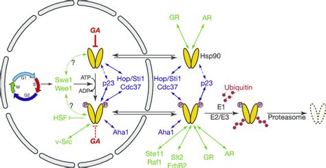 Cell Cycle Dependent Programming Of Hsp90 For Interaction With Certain