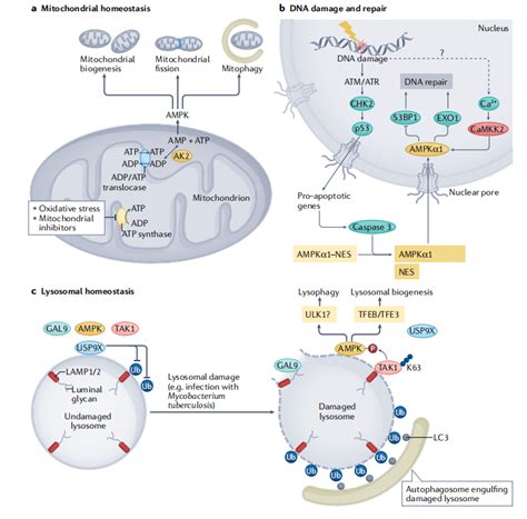 《nature Reviews Molecular Cell Biology》：对ampk的激活和功能的新见解 Medsci Cn
