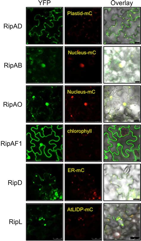 Subcellular Localization Of The Predicted Nuclear Localization Download Scientific Diagram