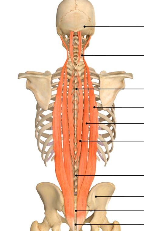 Erector Spinae Diagram Quizlet