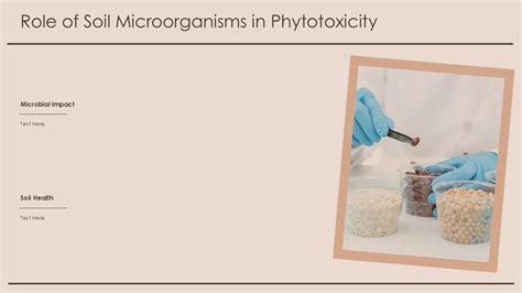 Phytotoxicity Toxic Effects Plants Chemical Exposure Ppt Presentation St Ai Ppt Template