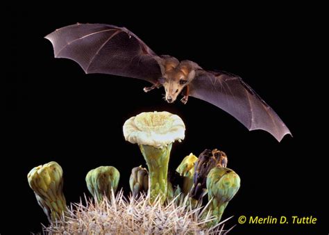 Cute Photos Of Pollen Covered Bats Taken By Merlin Tuttle Viewkick