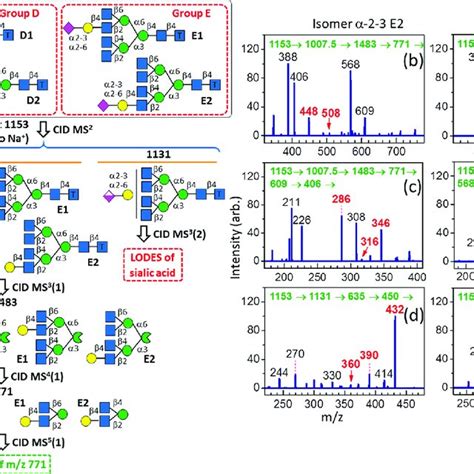 Chromatograms And Structural Assignments Of Hex 8 Glcnac 2 Nglycan From